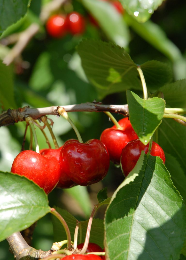 Cerise - Produits - Philibon